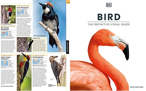 [画集]Bird: The Definitive Visual Guide[514P] | 萌绘